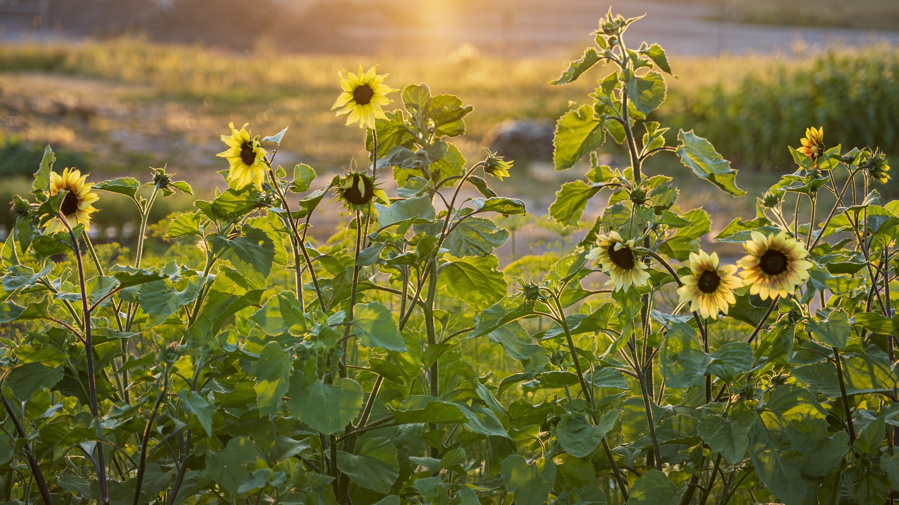 The FVCC Campus Farm