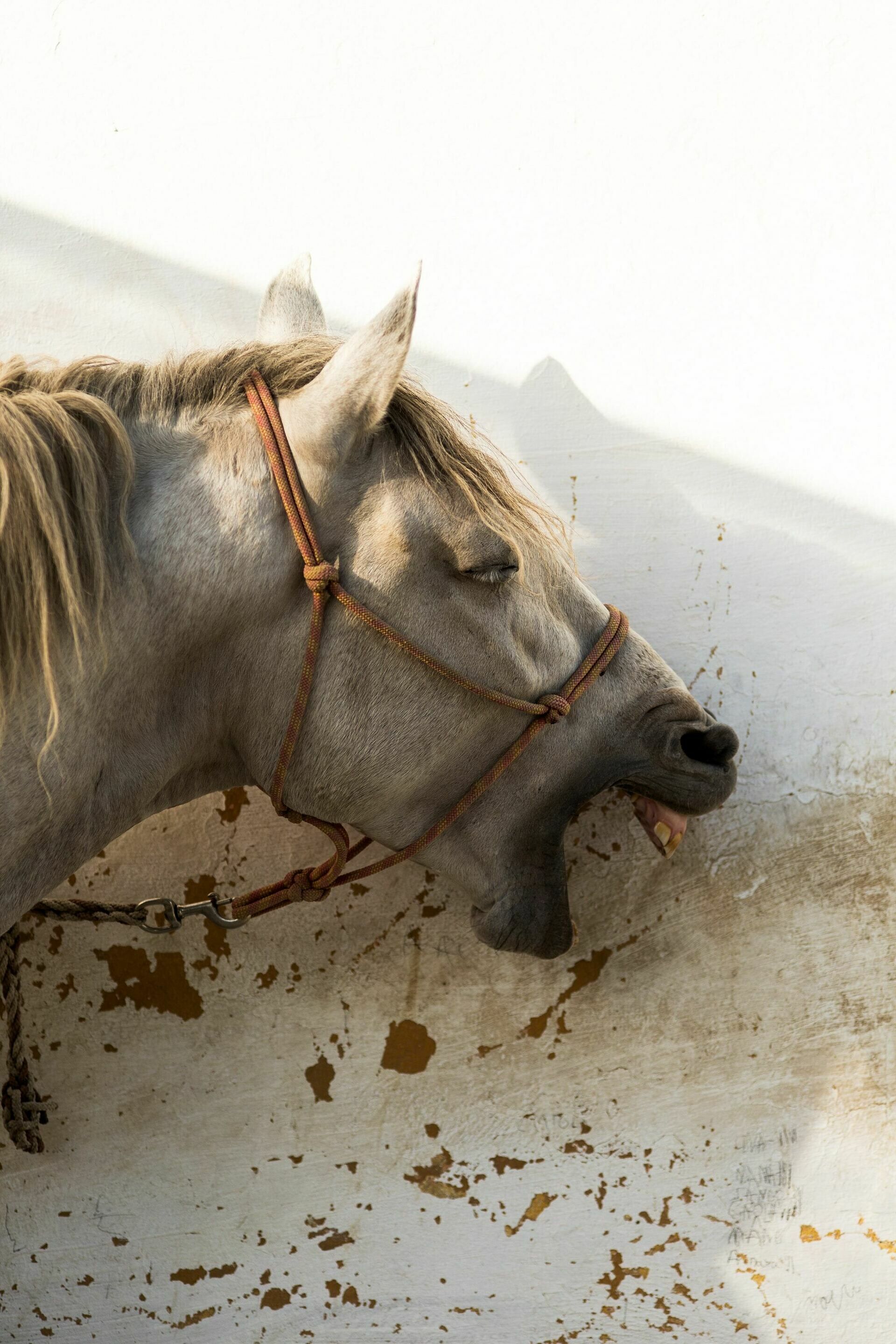 Got a chewer? Get HORSE GREASE.