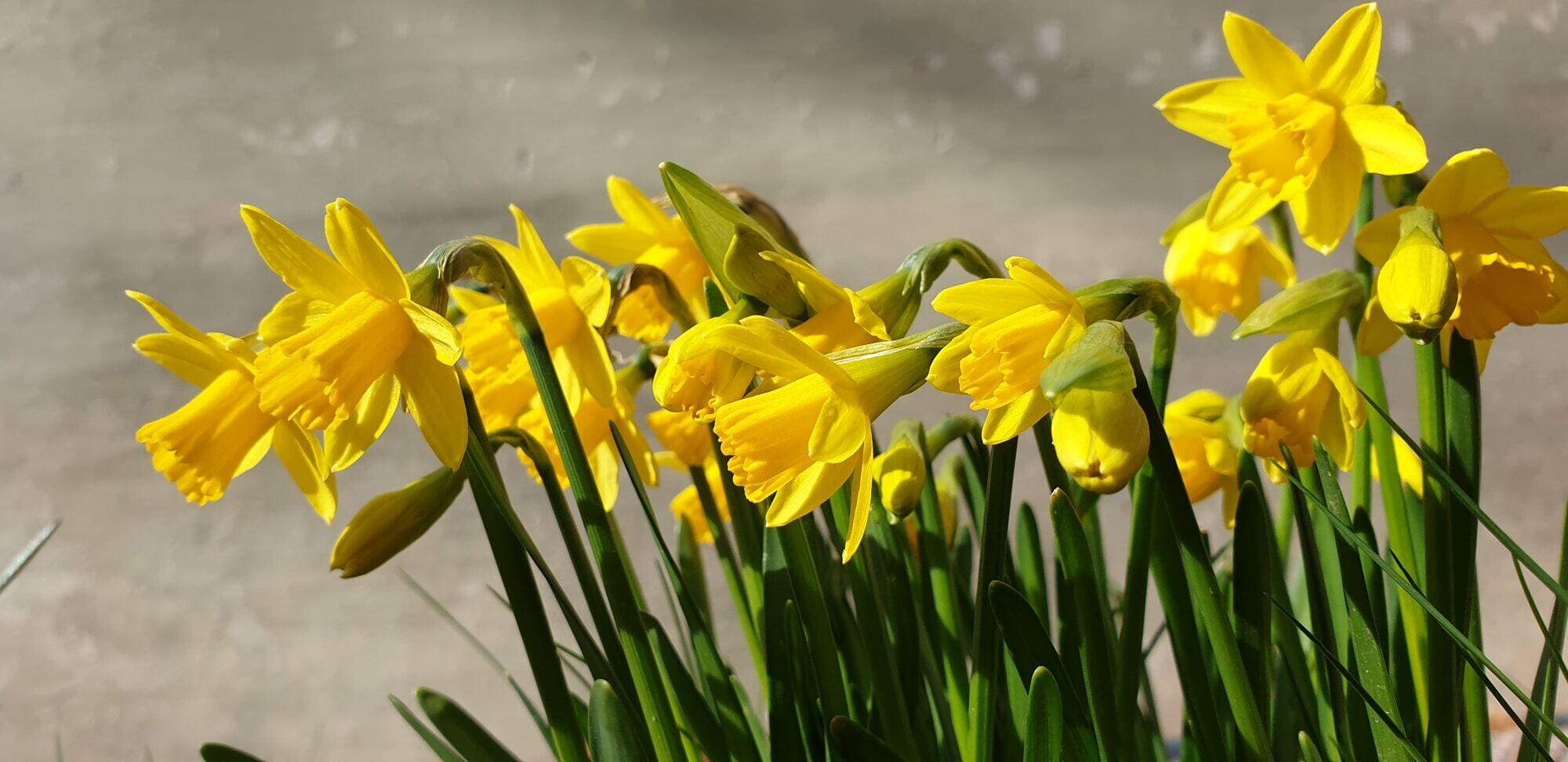 Canters Nico Flowers & Plants