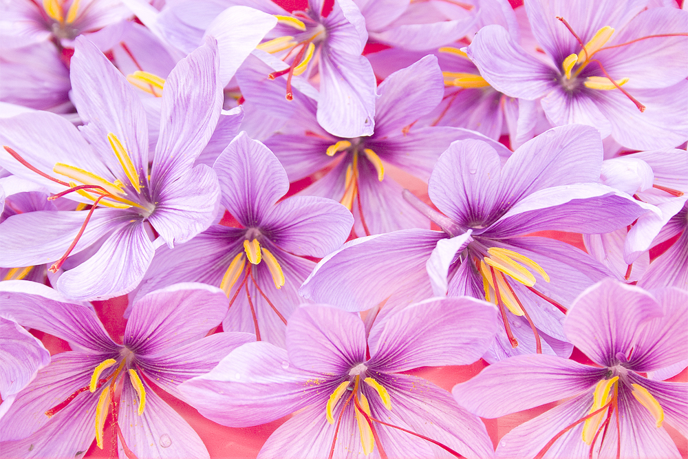 Šafran začin, Žafran začimba (Crocus Sativus)