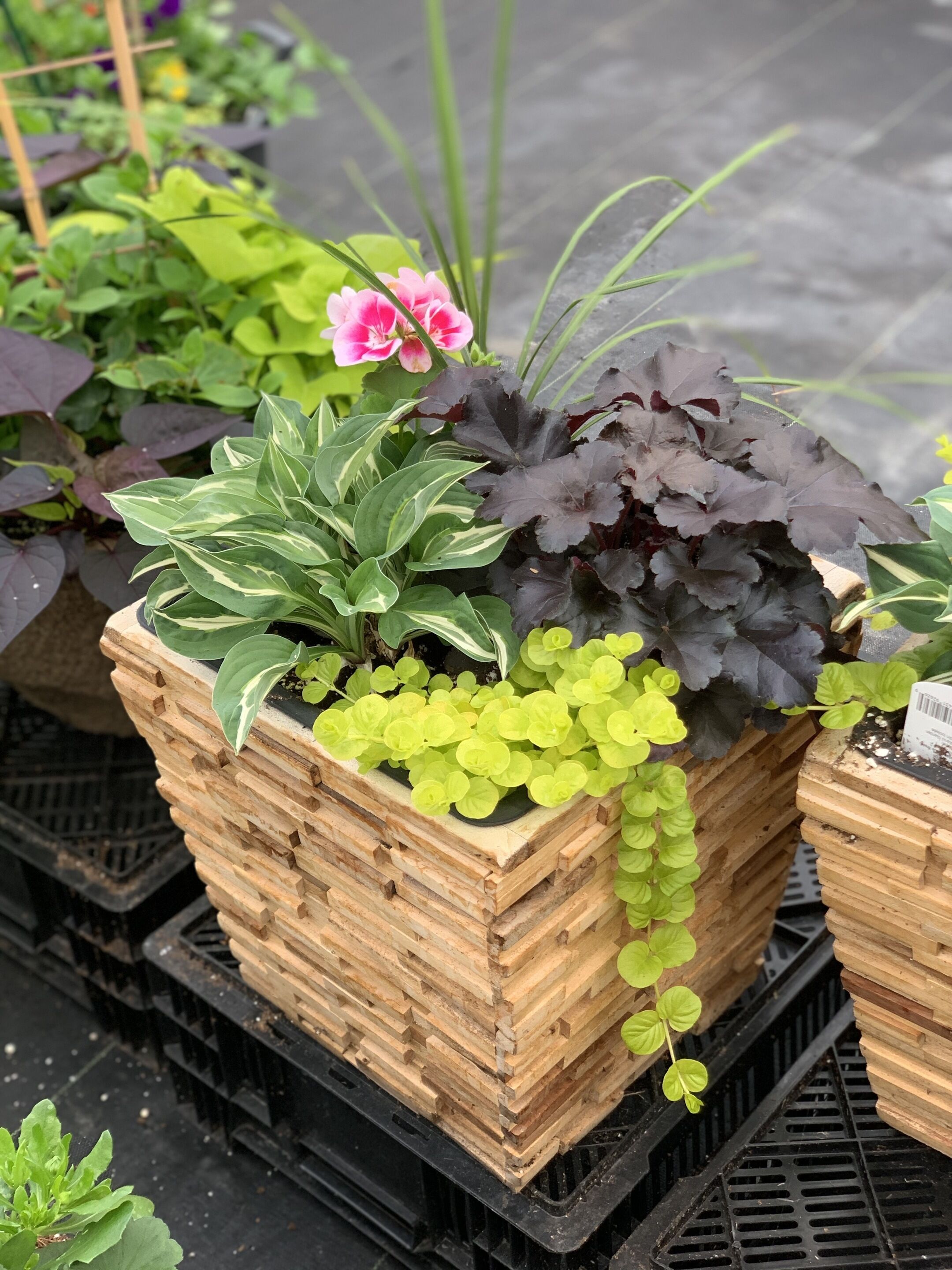 Pat's Plants & Gardens