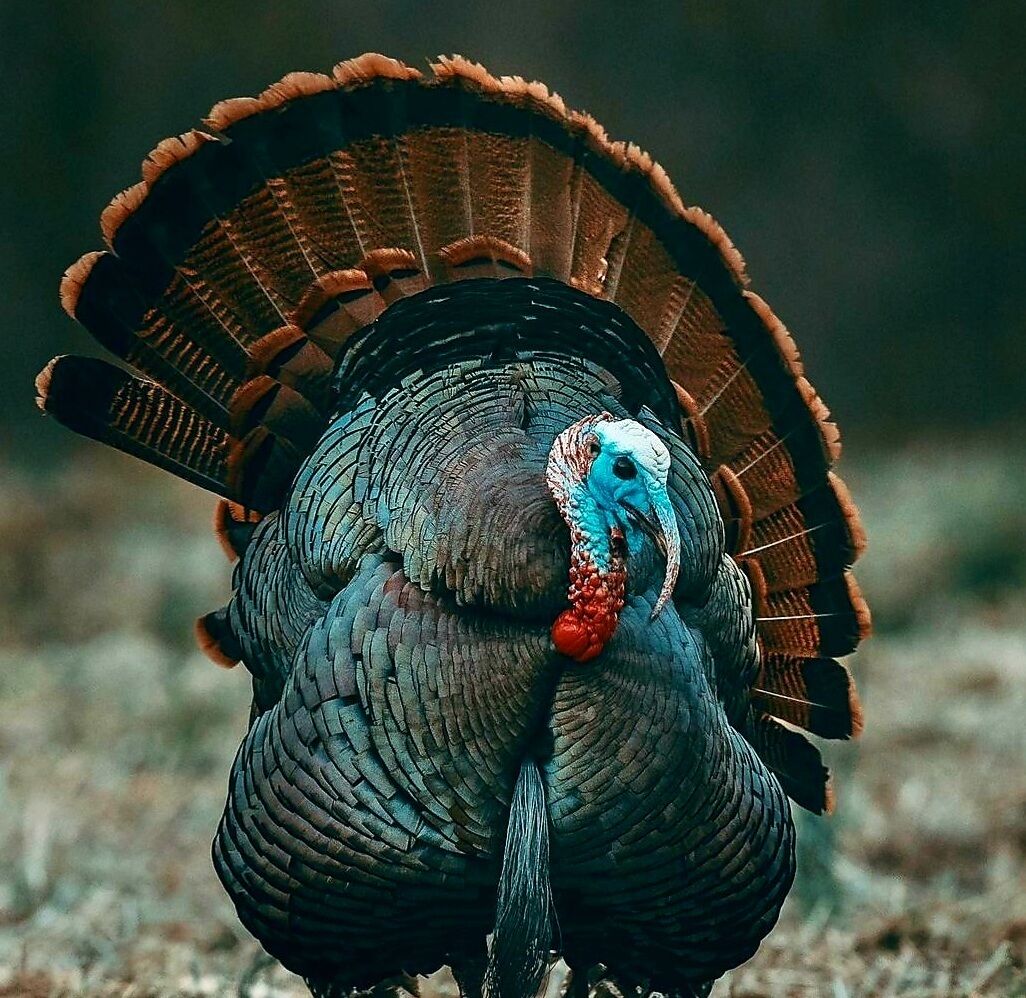 Handcrafted mouth calls, made one at a time and stretched to .001 of an ...