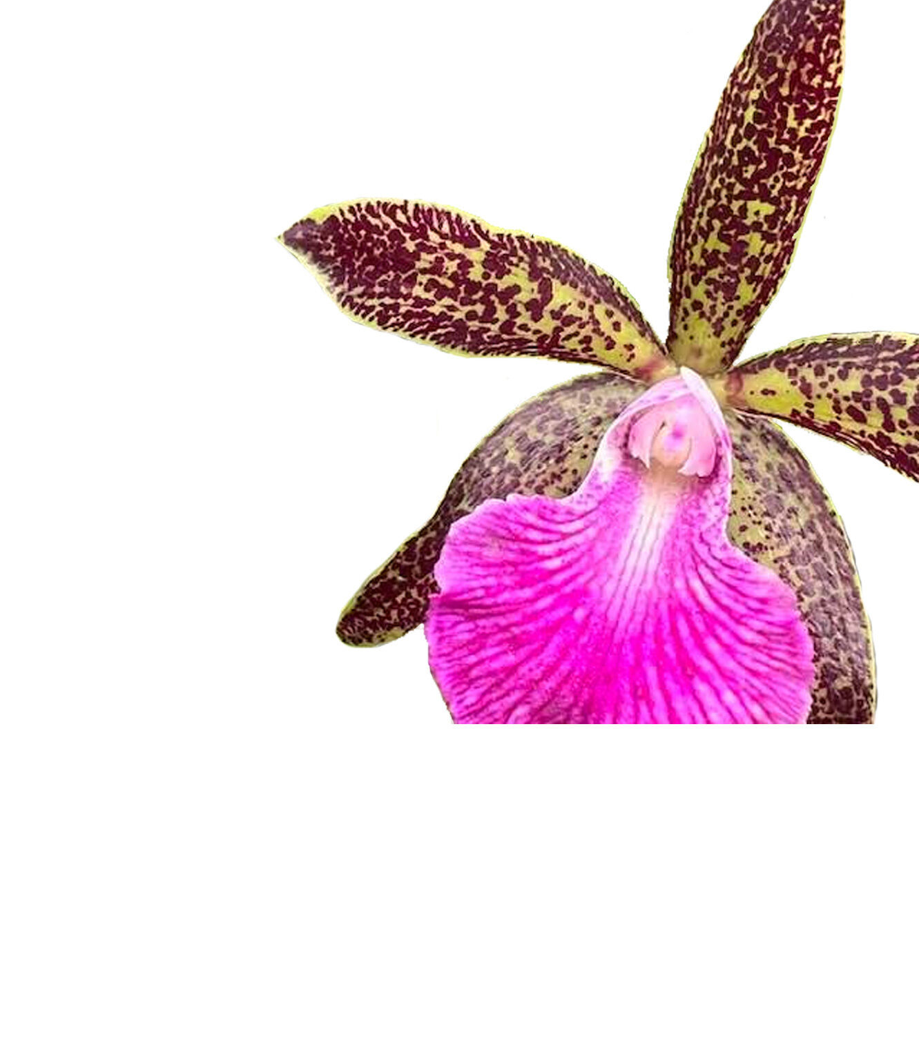 Machiela’s Orchids