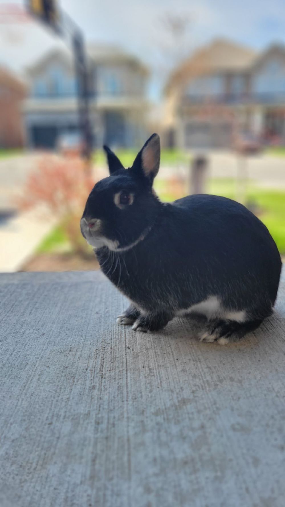 The Home of Healthy Rabbit & Small Animal Food, Treats and Accessories.