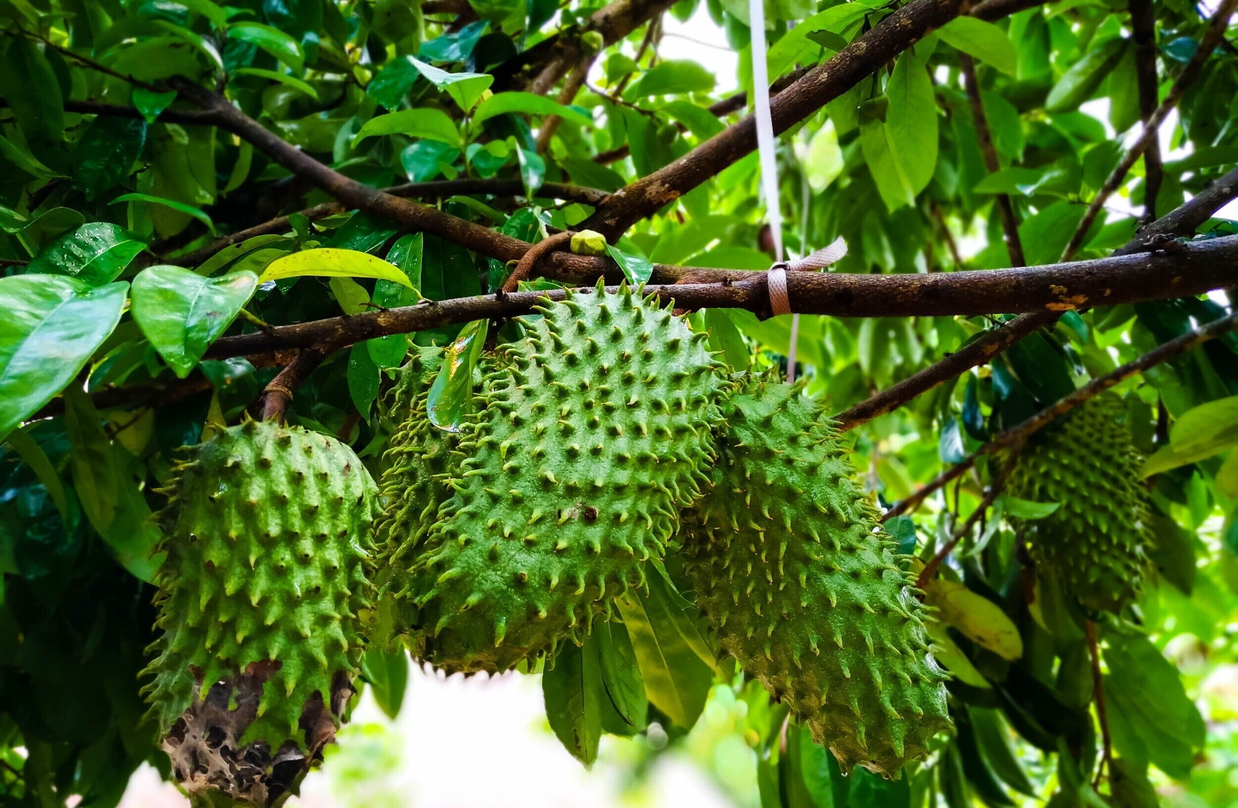 Graviola online trgovina: graviola kapsule, prah, tablete